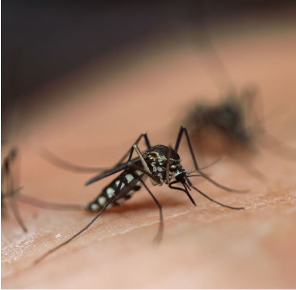 Eliminating Malaria in Ghana: Political Commitment and Funding Needed ...